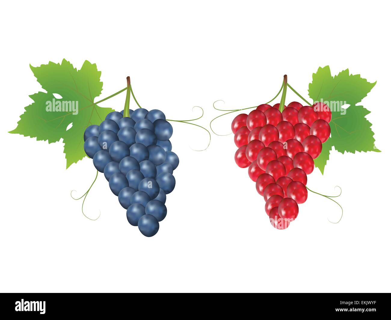 grapes on white background,drawing by illustration Stock Vector Image ...