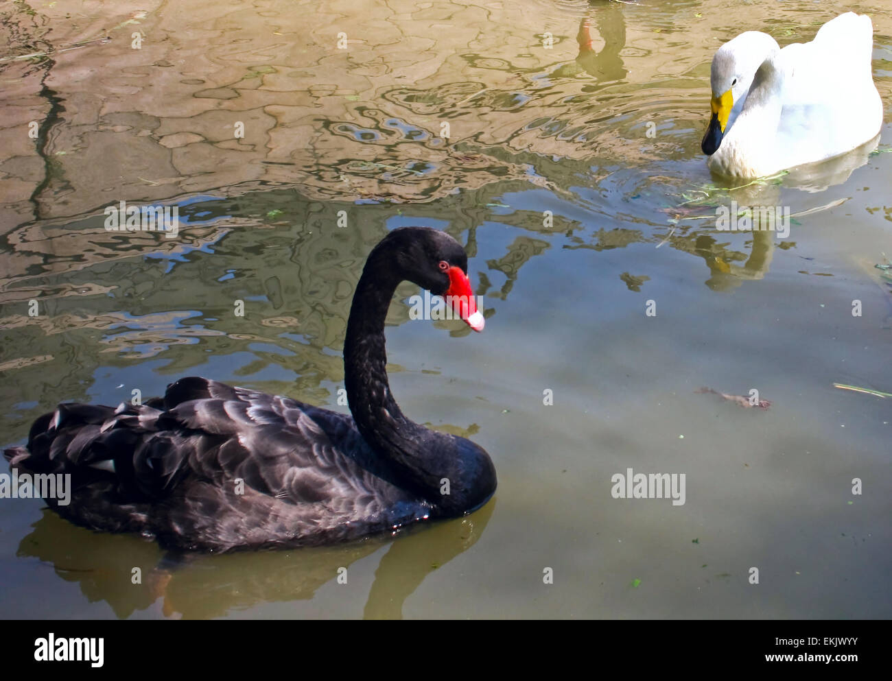 Graceful birds hi-res stock photography and images - Alamy
