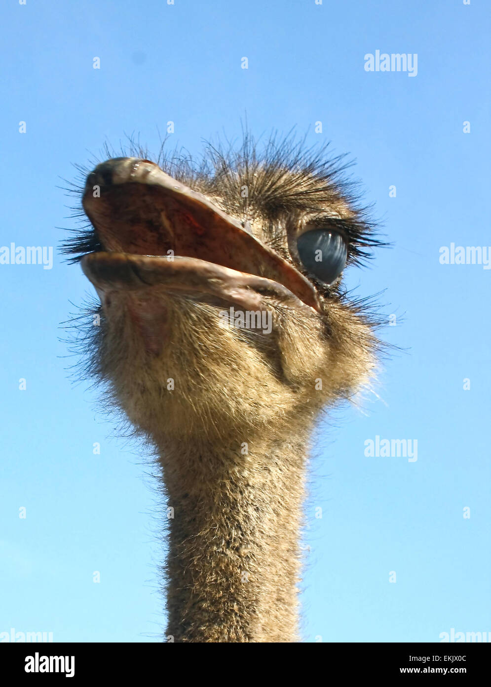 Curiosity animals hi-res stock photography and images - Alamy