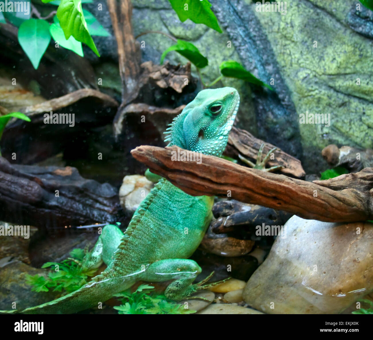 Big Lizard - Chameleon Stock Photo - Alamy