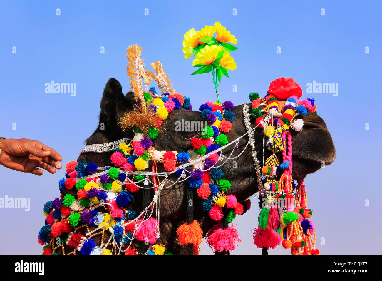 Camel decoration jaisalmer india hi-res stock photography and images ...