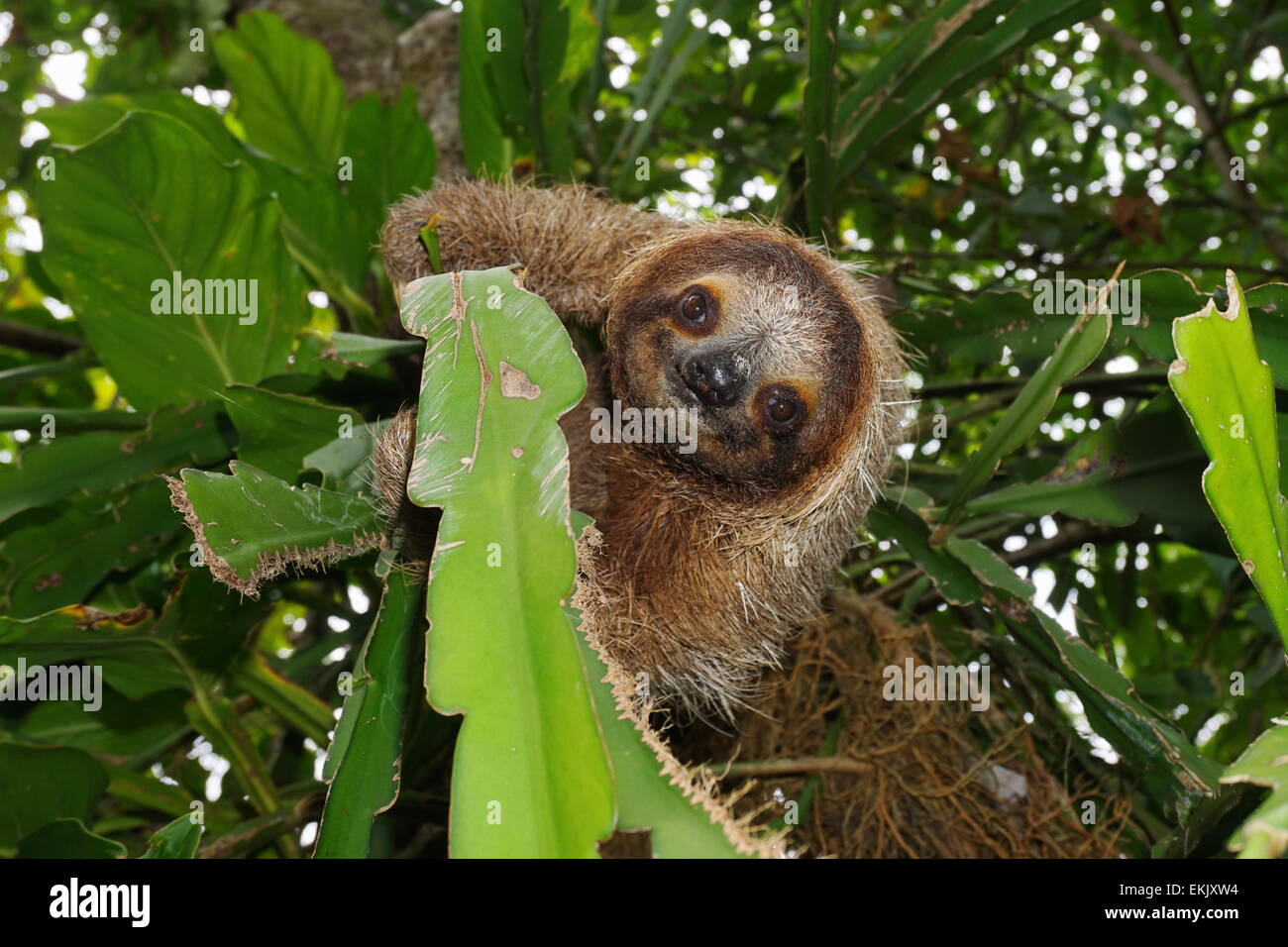 Three-toed sloth looking at camera in a tree, wild animal, Costa Rica ...