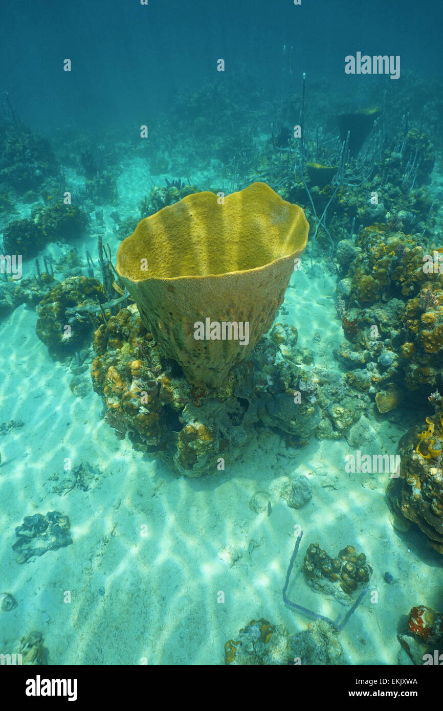 Underwater life, large vase sponge, Ircinia campana, in the Caribbean ...