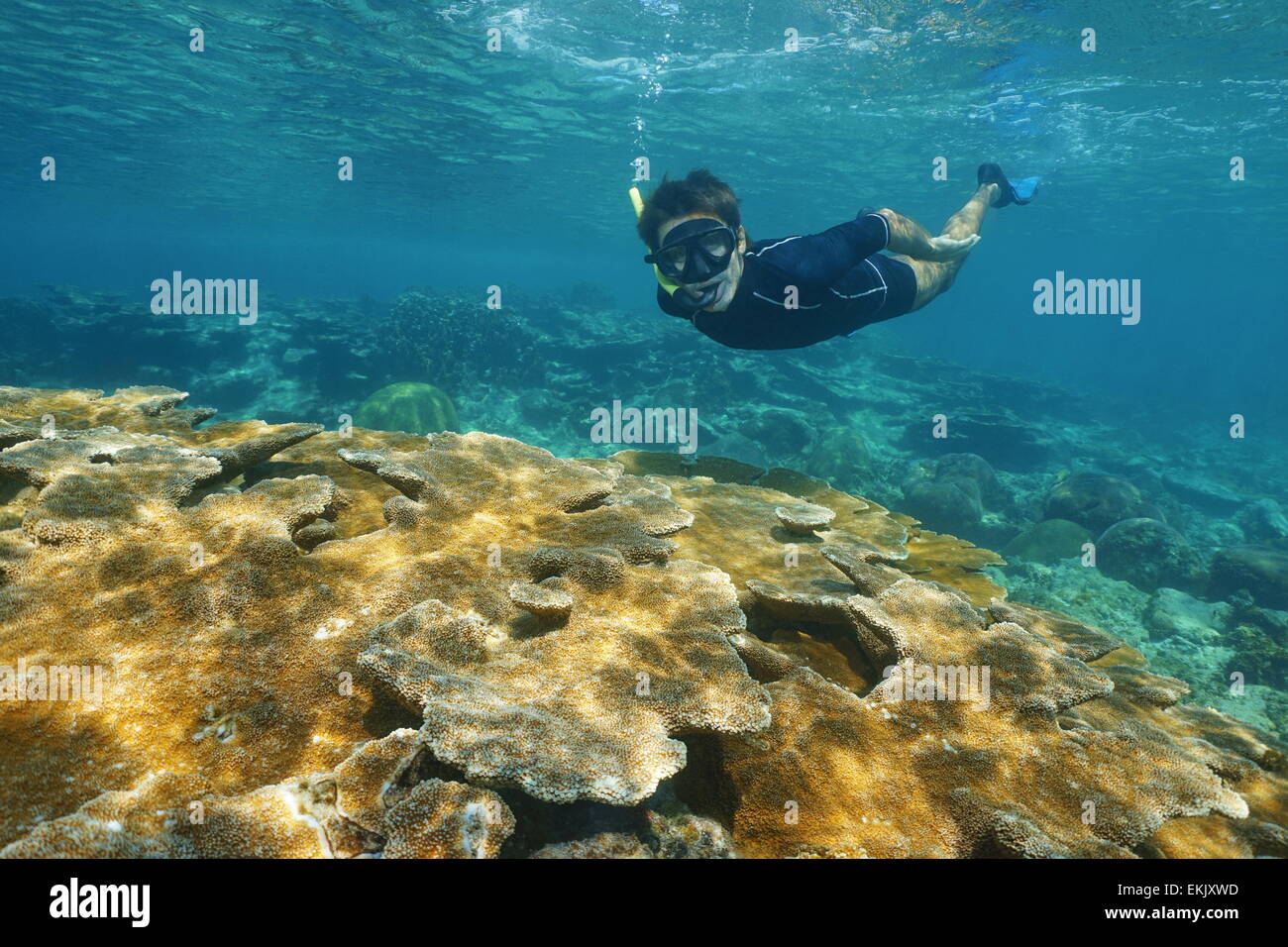 Man snorkeling underwater over tropical reef with large elkhorn coral ...