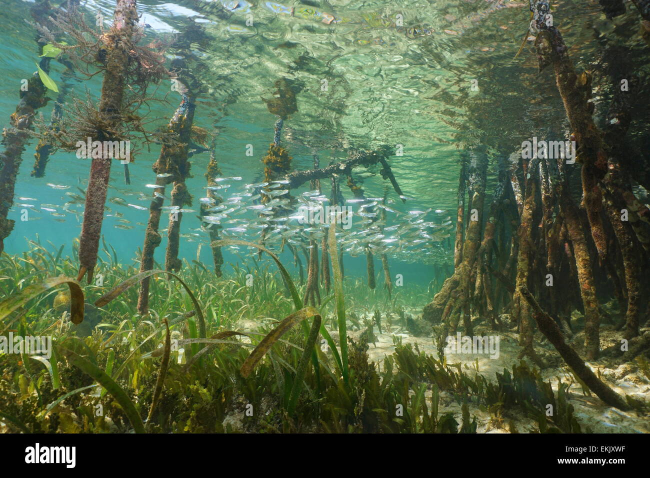 Mangrove ecosystem underwater with school of juvenile fish and tree ...