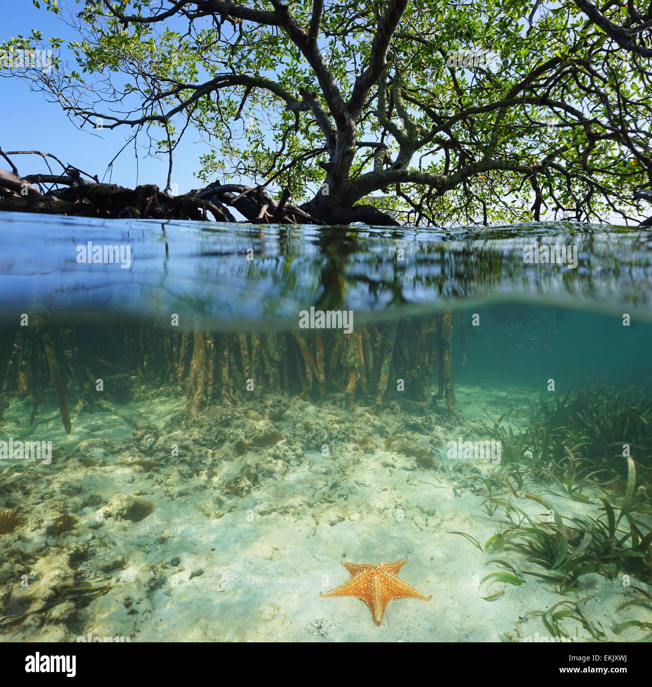 Split shot of a red mangrove tree over and under sea surface with its ...