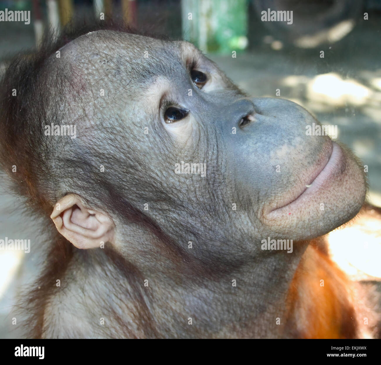 Monkey pack hi-res stock photography and images - Alamy