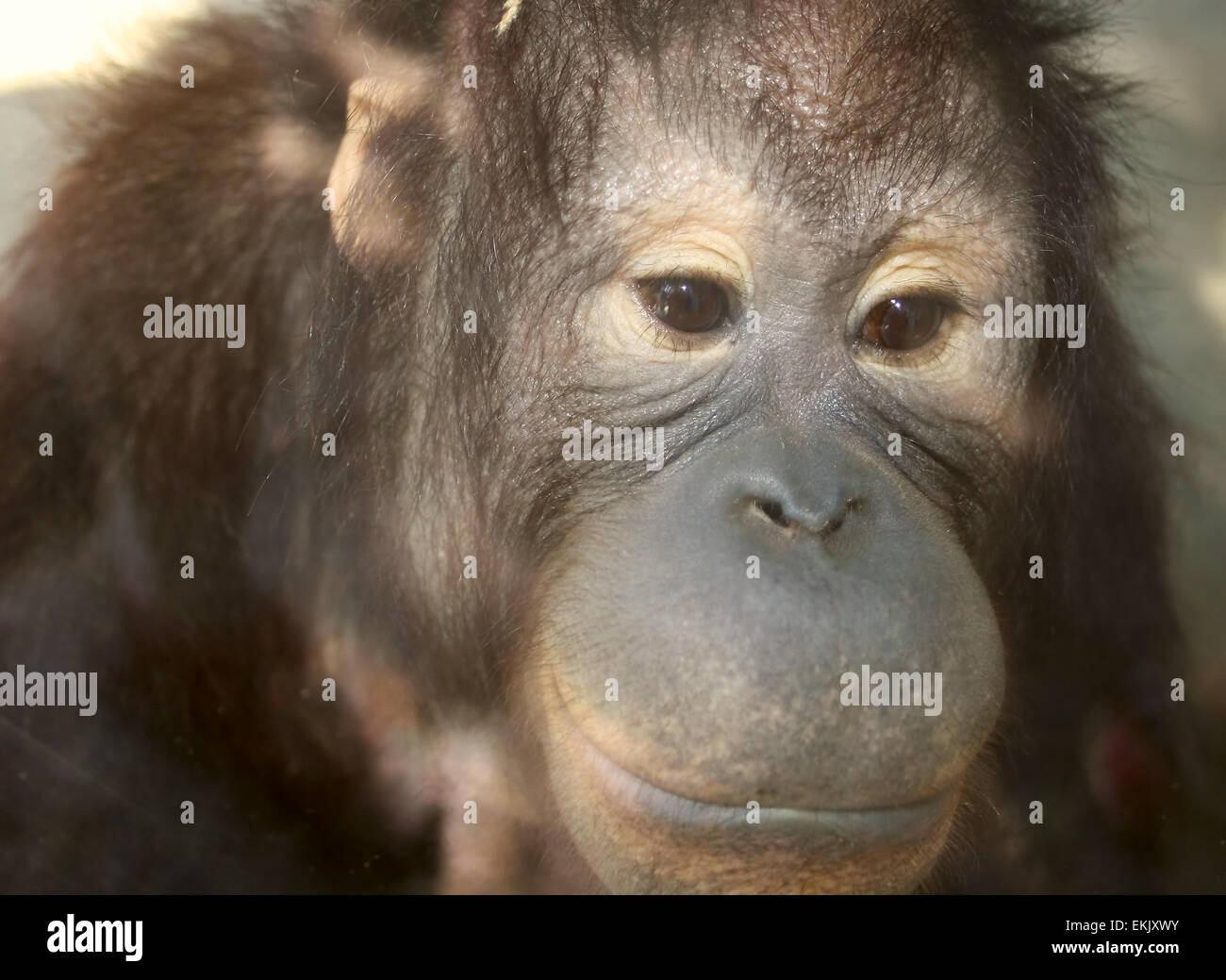 Monkey pack hi-res stock photography and images - Alamy