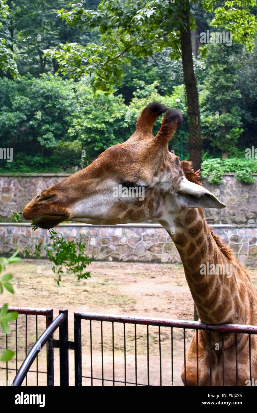 giraffe eating a tree branch in a zoo Stock Photo - Alamy