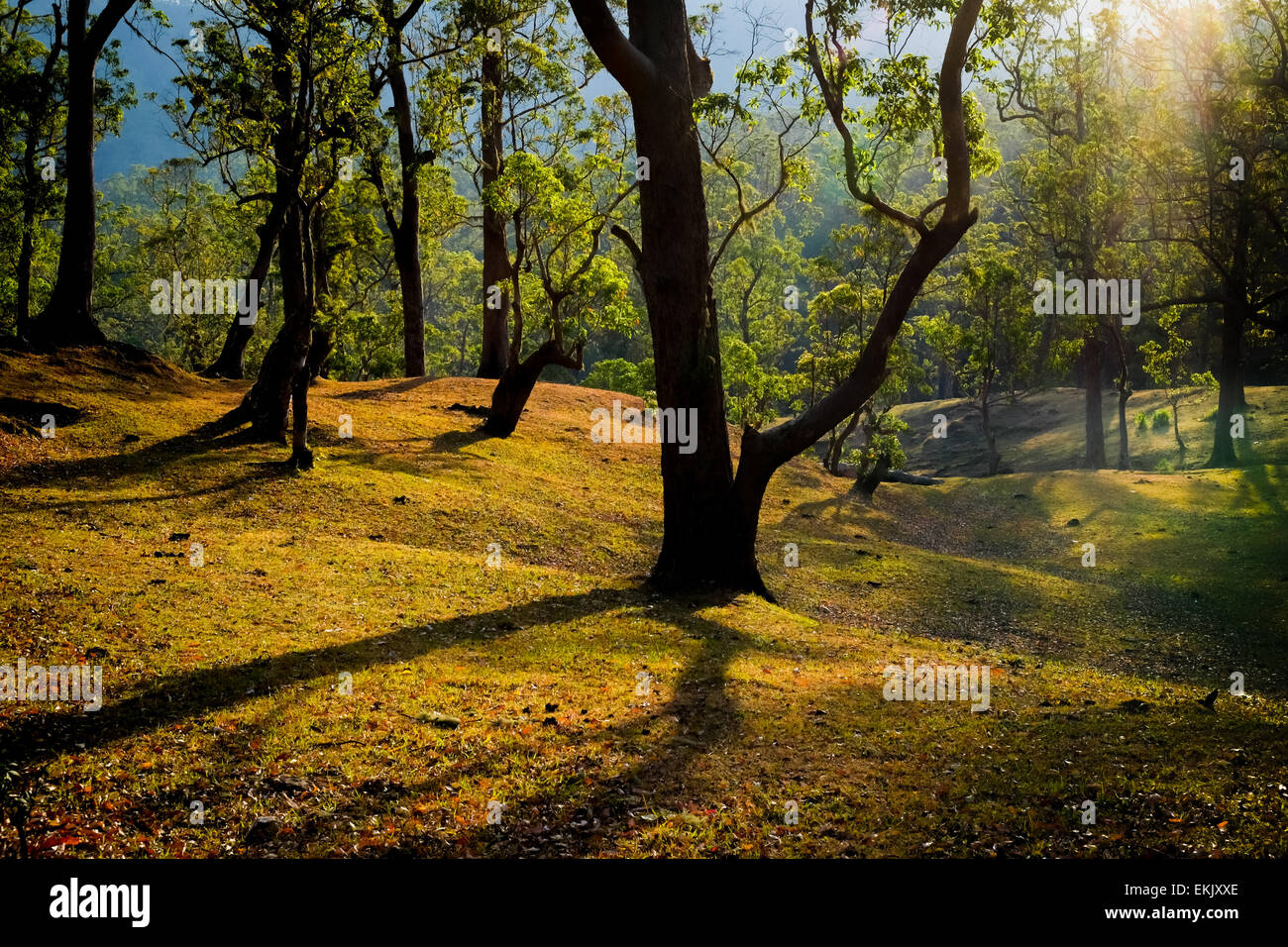 Tropical, sub-montane forest between Fatumnasi and Mount Mutis during ...