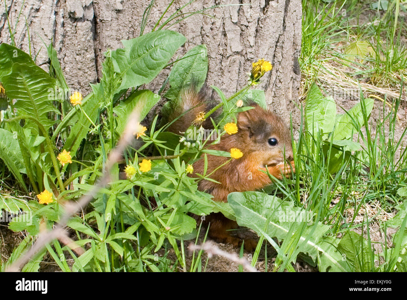 Hiding foot hi-res stock photography and images - Alamy