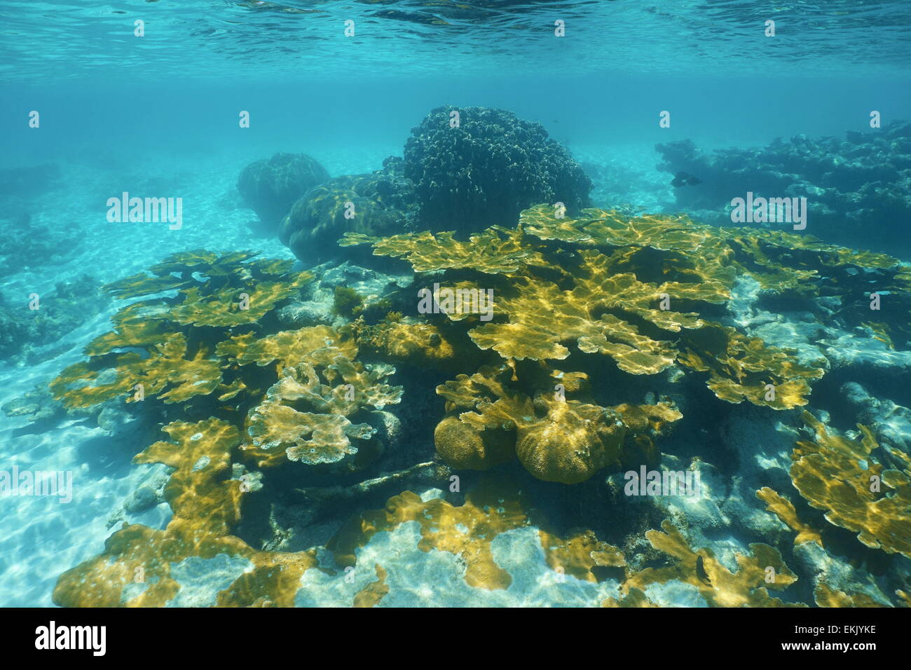 Underwater reef with elkhorn coral in the Caribbean sea Stock Photo - Alamy