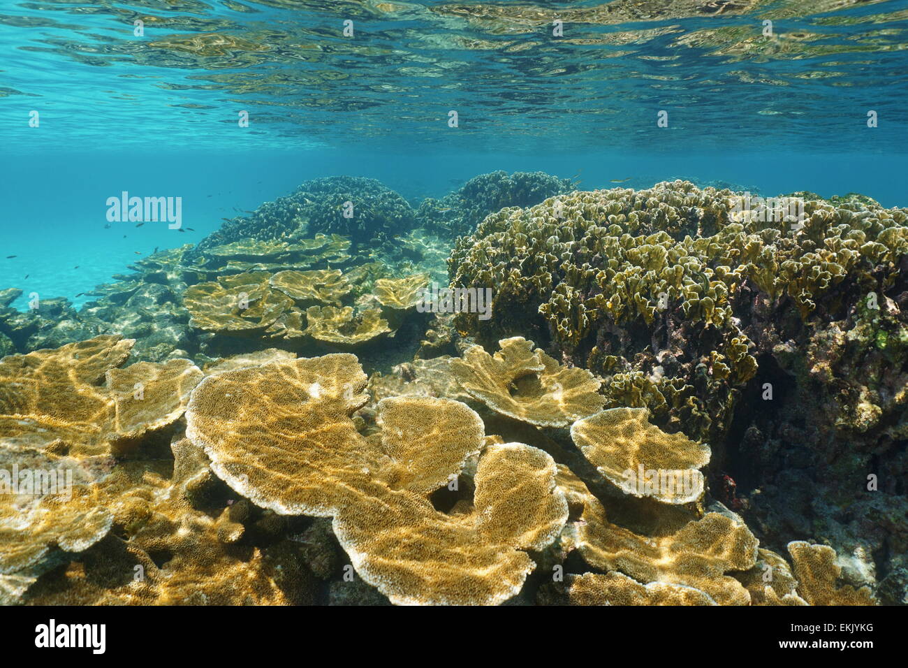 Underwater seascape of a stony coral reef close to water surface in the ...