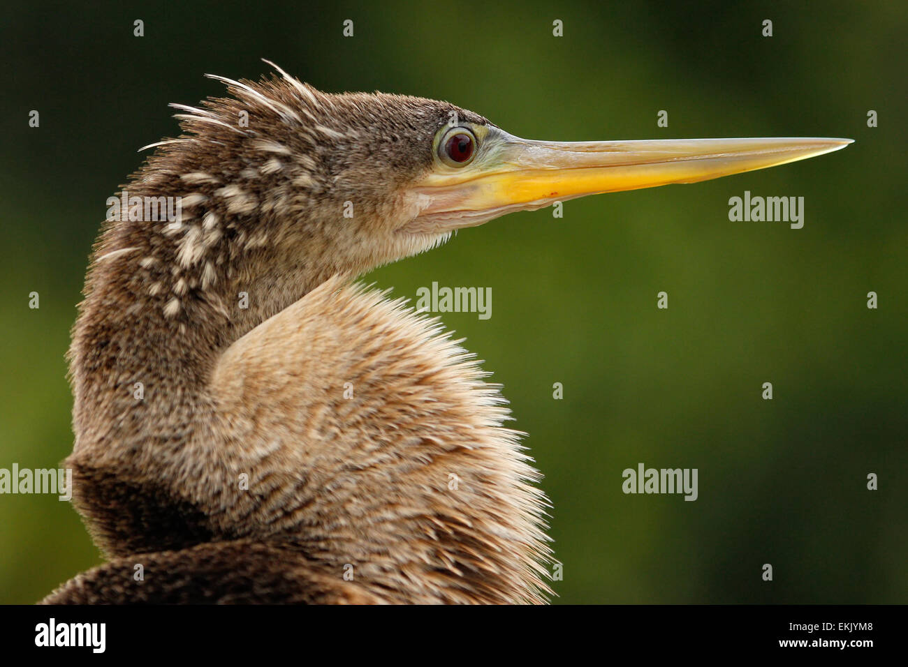 Portrait of female Anhinga (Anhinga anhinga Stock Photo - Alamy