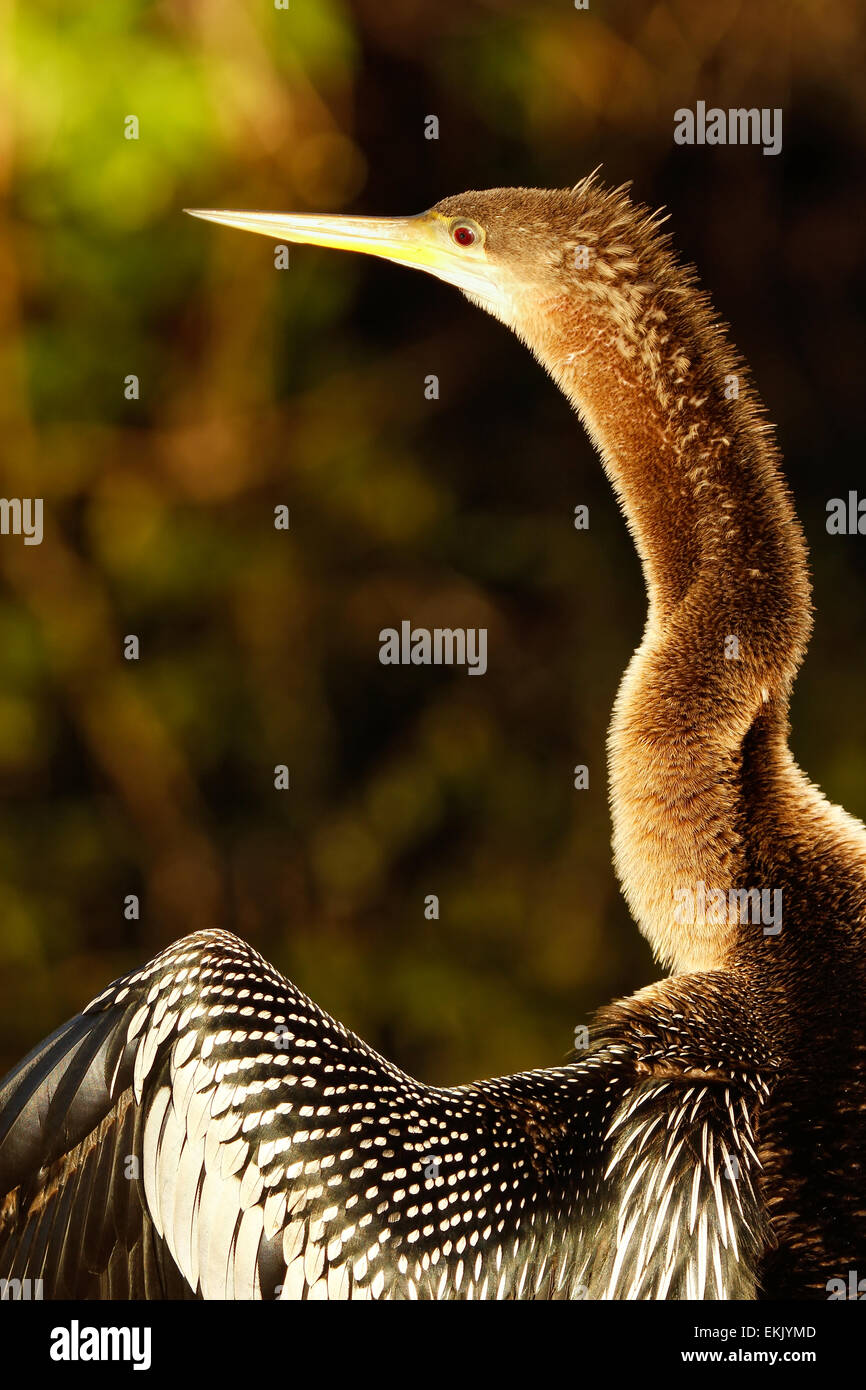 Portrait of female Anhinga (Anhinga anhinga Stock Photo - Alamy