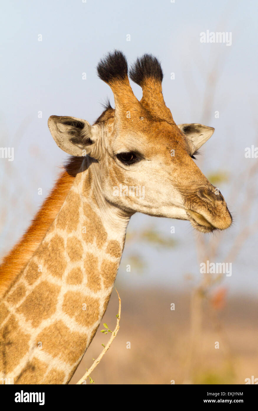 African giraffe hi-res stock photography and images - Alamy