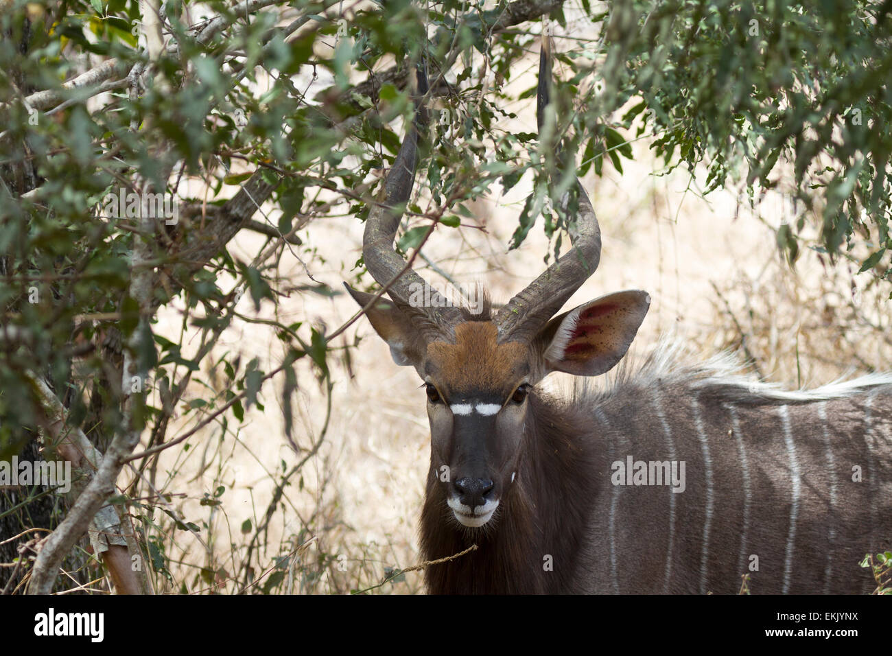 Male nyala (bull), Timbavati Game Reserve, South Africa Stock Photo - Alamy