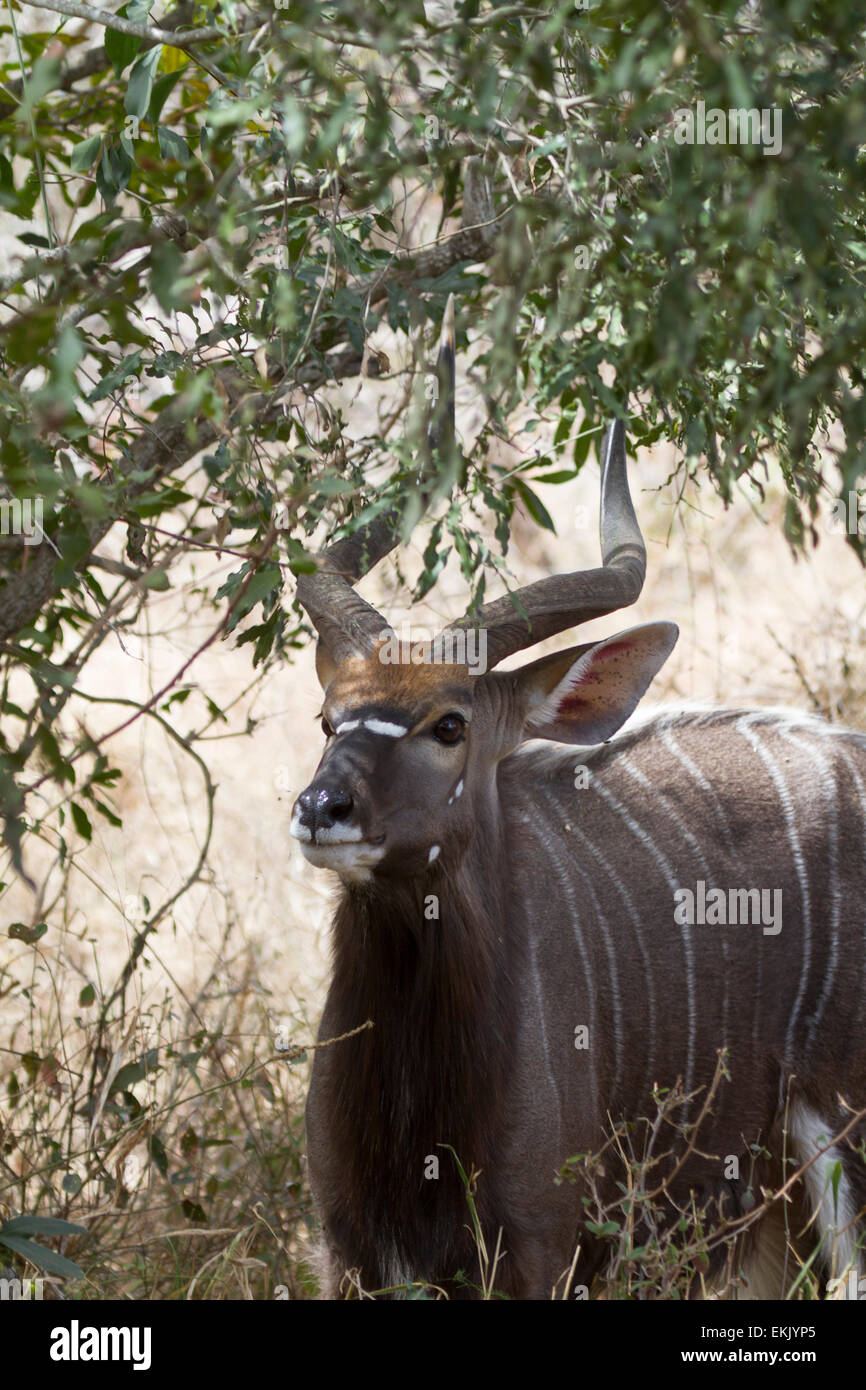 Nyala bull hi-res stock photography and images - Alamy