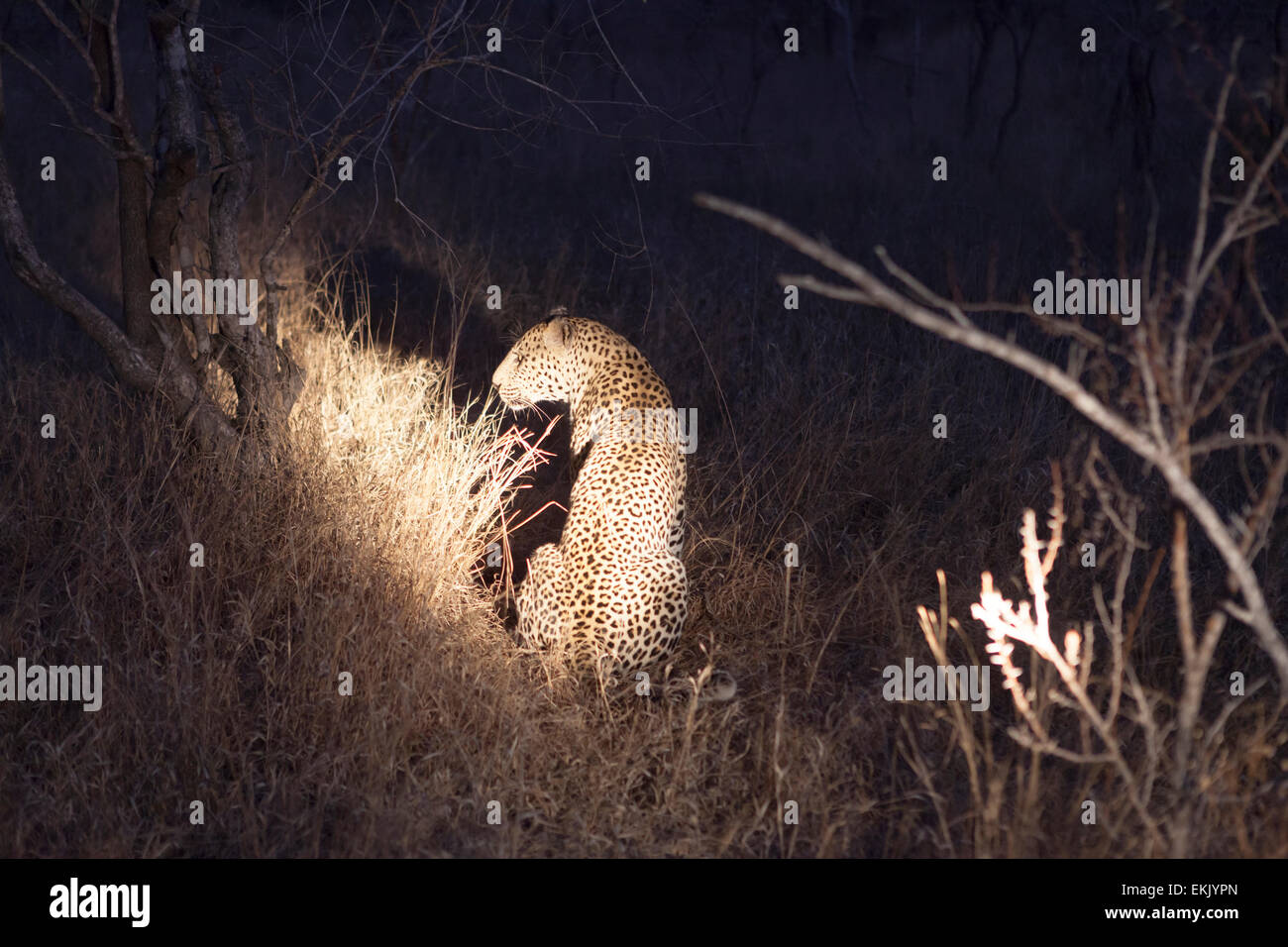 Leopard at night hi-res stock photography and images - Alamy