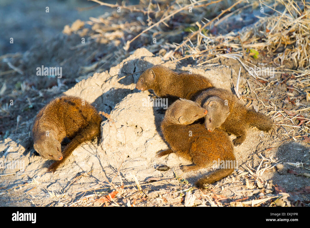 Group of common dwarf mongoose grooming in late afternoon sun, South ...