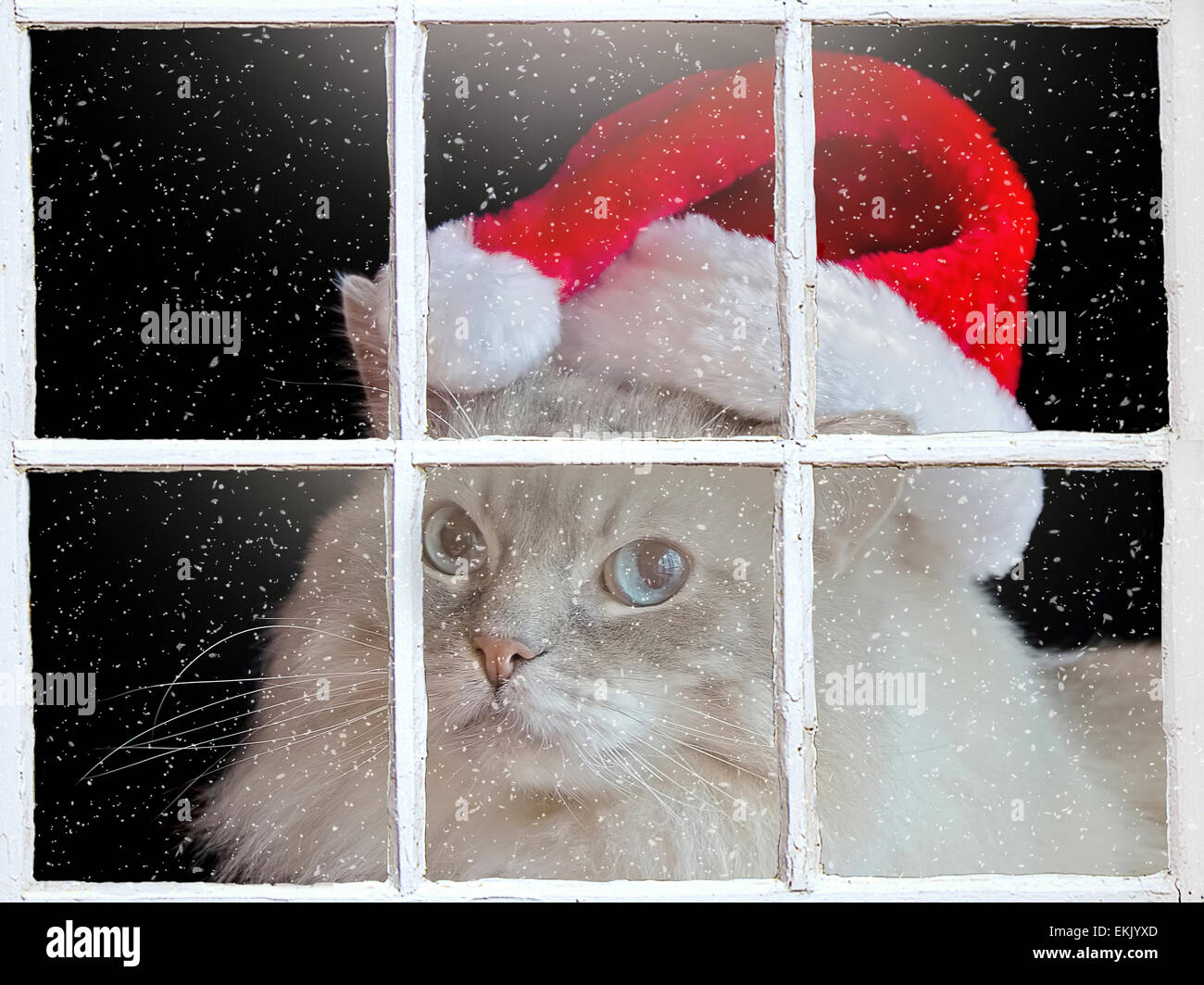 Ragdoll cat with Santa hat looking out of snowy window Stock Photo - Alamy