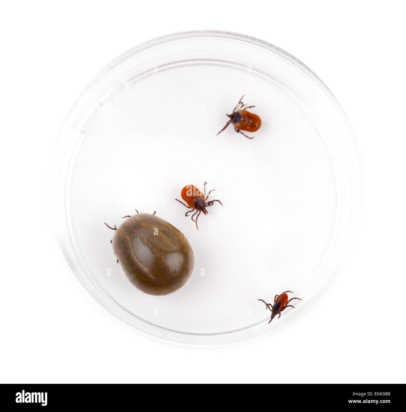 Dog tick ixodes ricinus Cut Out Stock Images & Pictures - Alamy
