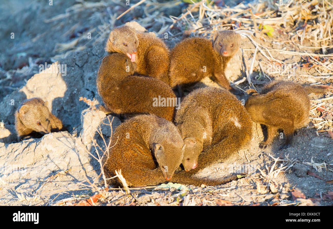 Group of common dwarf mongoose grooming in late afternoon sun, South ...