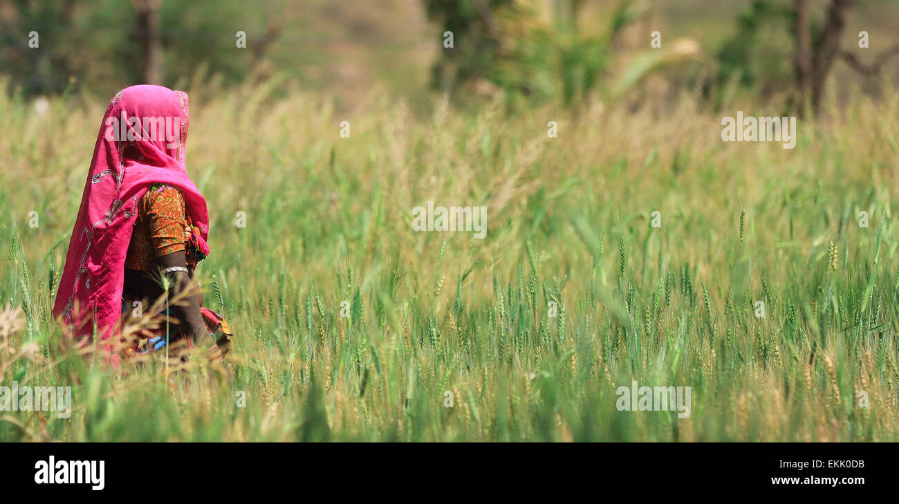 Female rice farmer working hi-res stock photography and images - Alamy