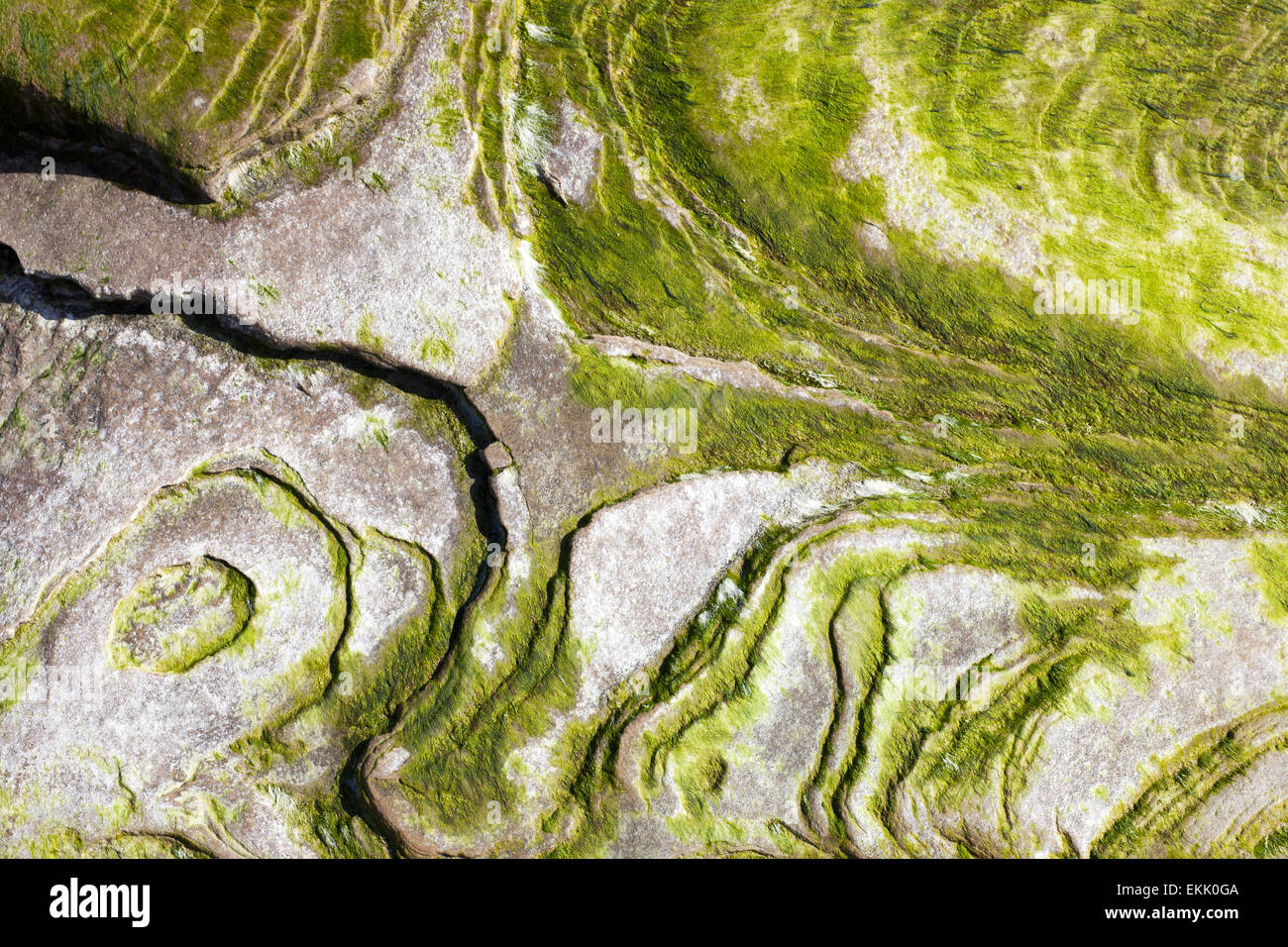 Closeup texture of algae on the rock Stock Photo - Alamy