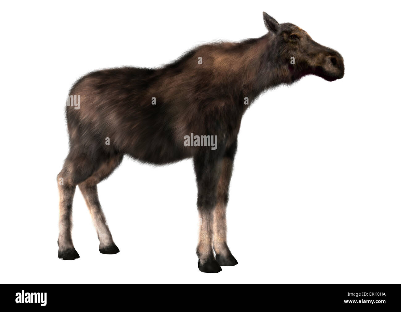 3D digital render of a female moose isolated on white background Stock ...