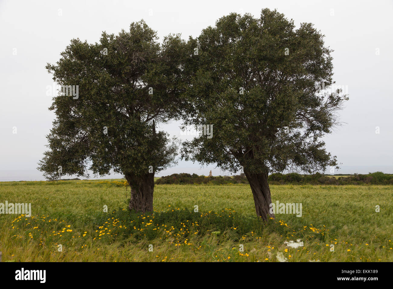 Two cyprus trees hi-res stock photography and images - Alamy