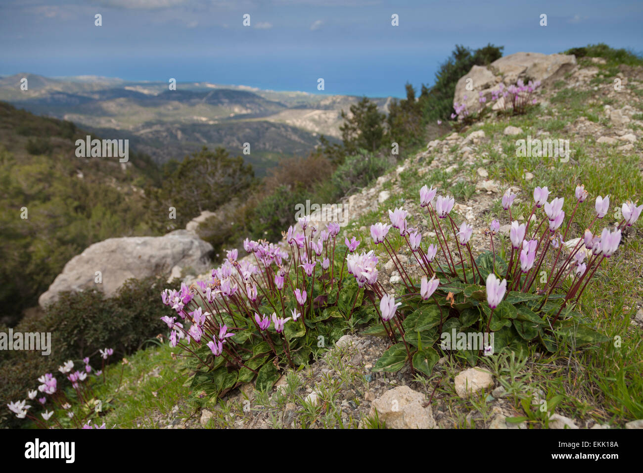 Cyclamen cyprium hi-res stock photography and images - Alamy