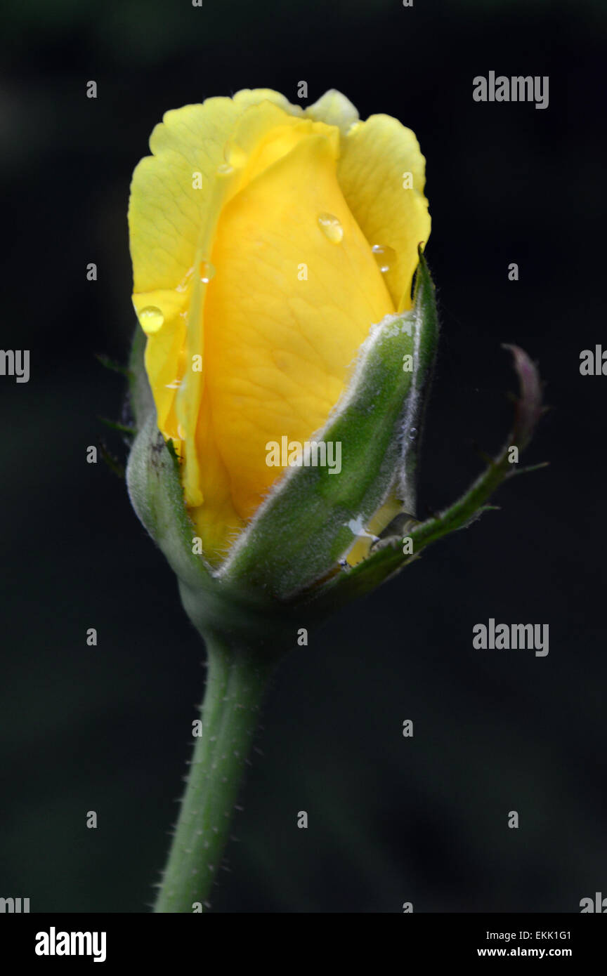 yellow rose bud Stock Photo - Alamy