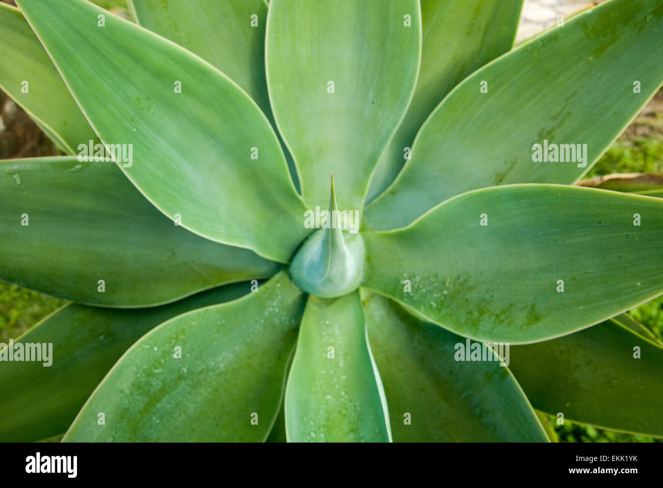 Agave Attenuata cactus plant, Sagres, Algarve, Portugal Stock Photo - Alamy