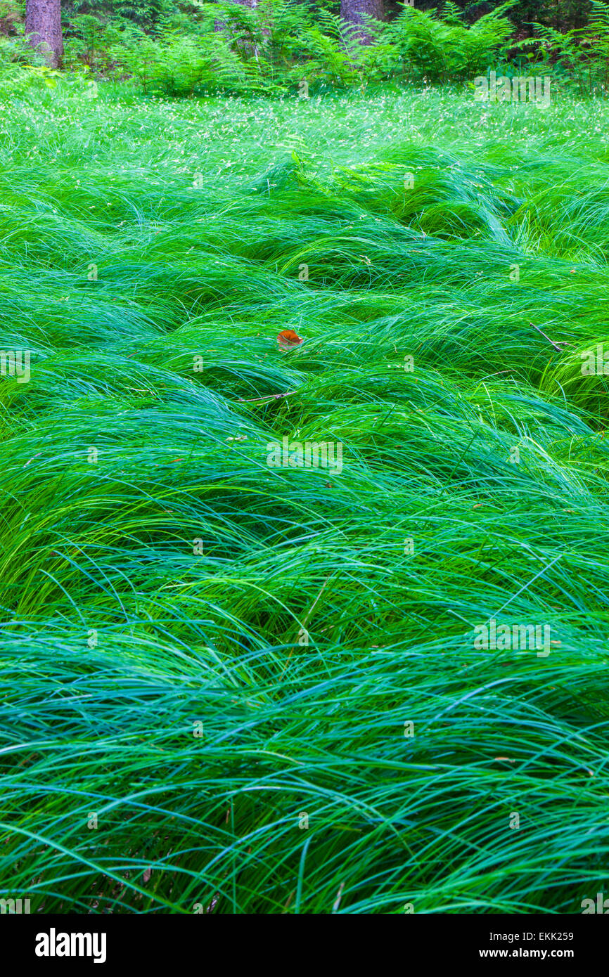 Green grass in a forest Stock Photo - Alamy