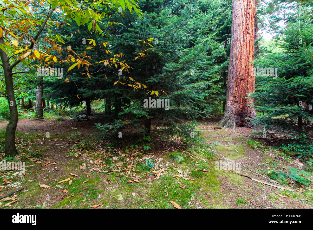 Mammut trees hi-res stock photography and images - Alamy