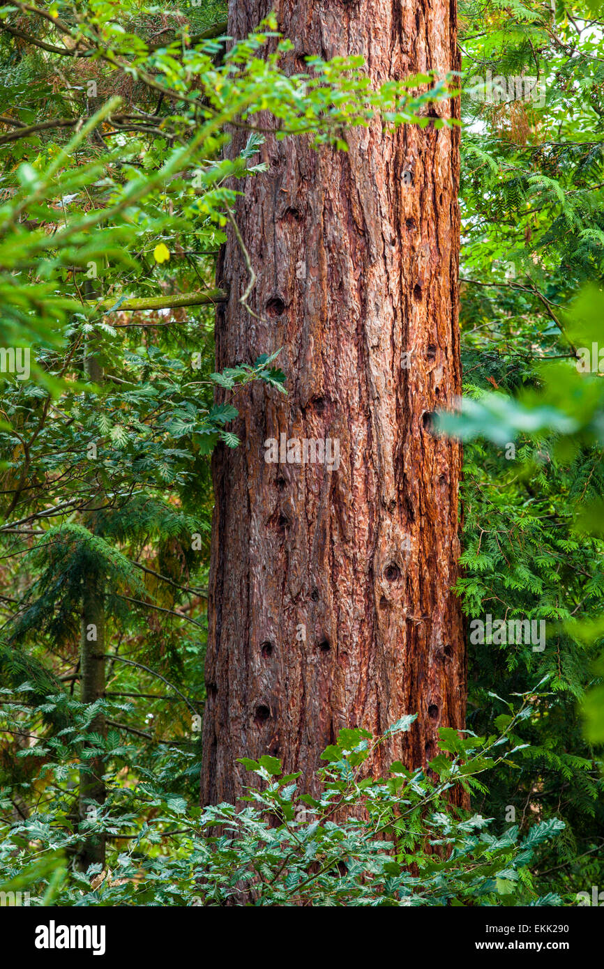 Sequoia tree in Austria Stock Photo - Alamy