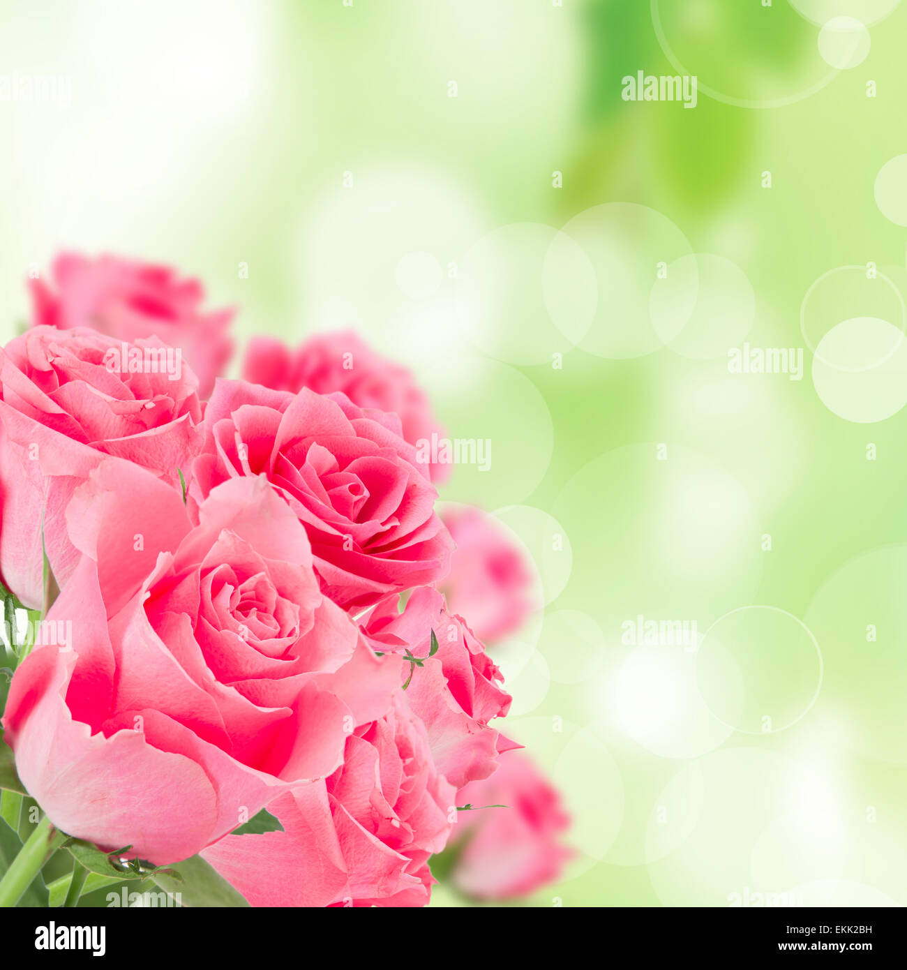 Natural pink roses background, close-up Stock Photo - Alamy