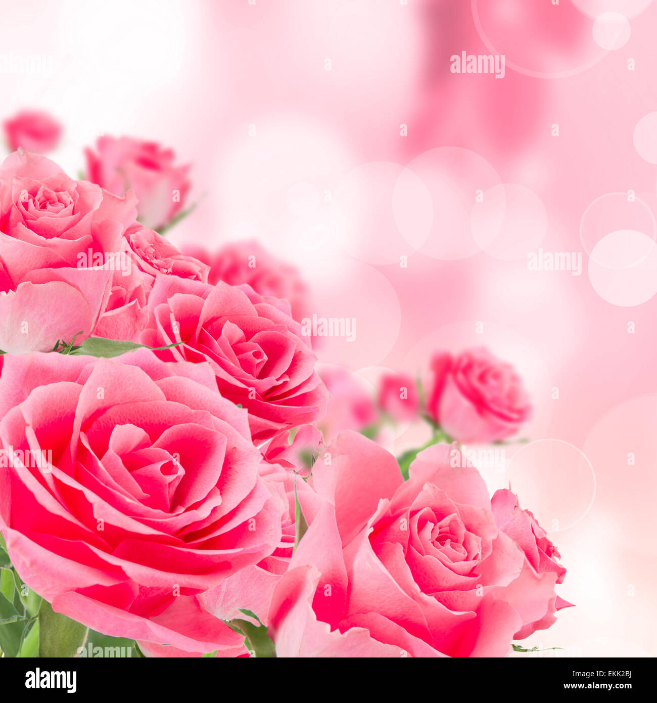 Natural pink roses background, close-up Stock Photo - Alamy