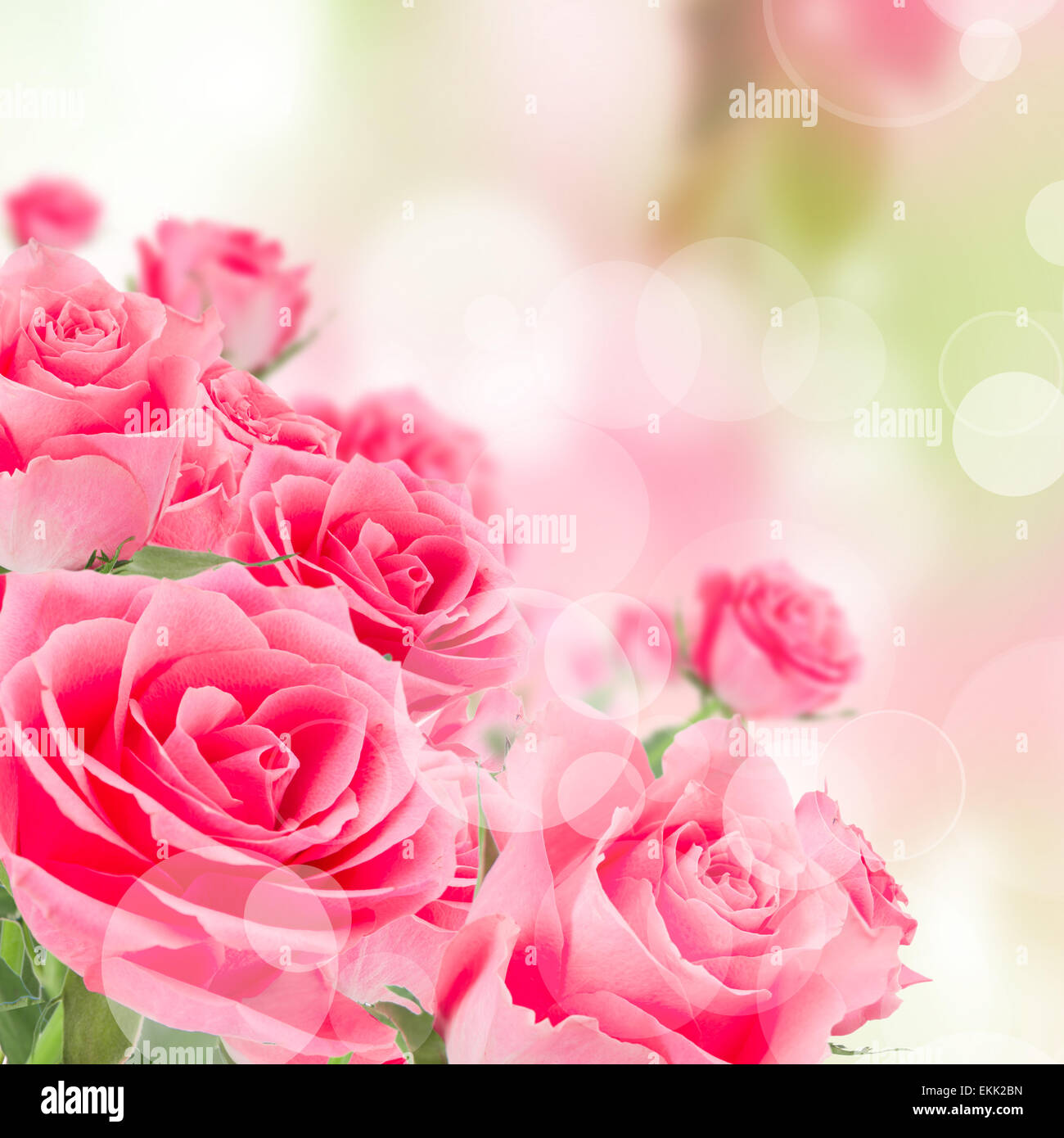 Natural pink roses background, close-up Stock Photo - Alamy