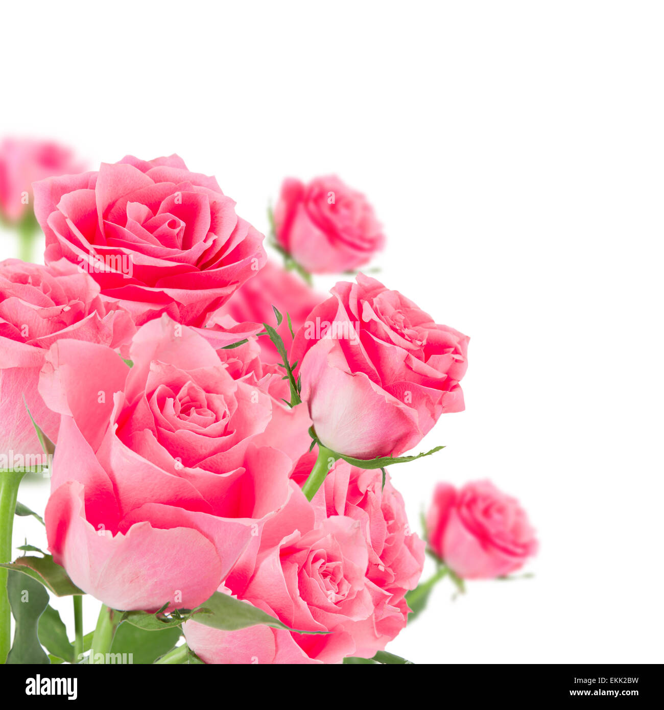 Natural pink roses background, close-up Stock Photo - Alamy