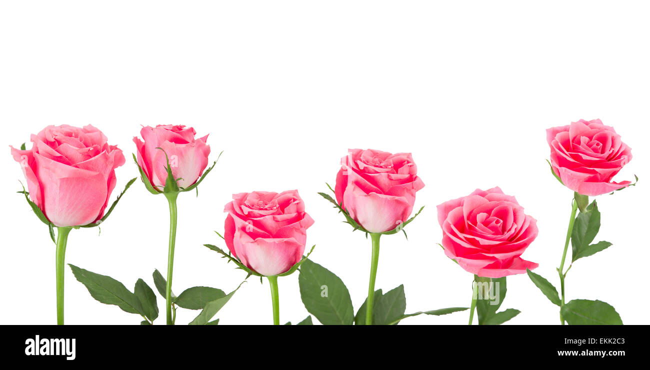 Natural pink roses background, close-up Stock Photo - Alamy