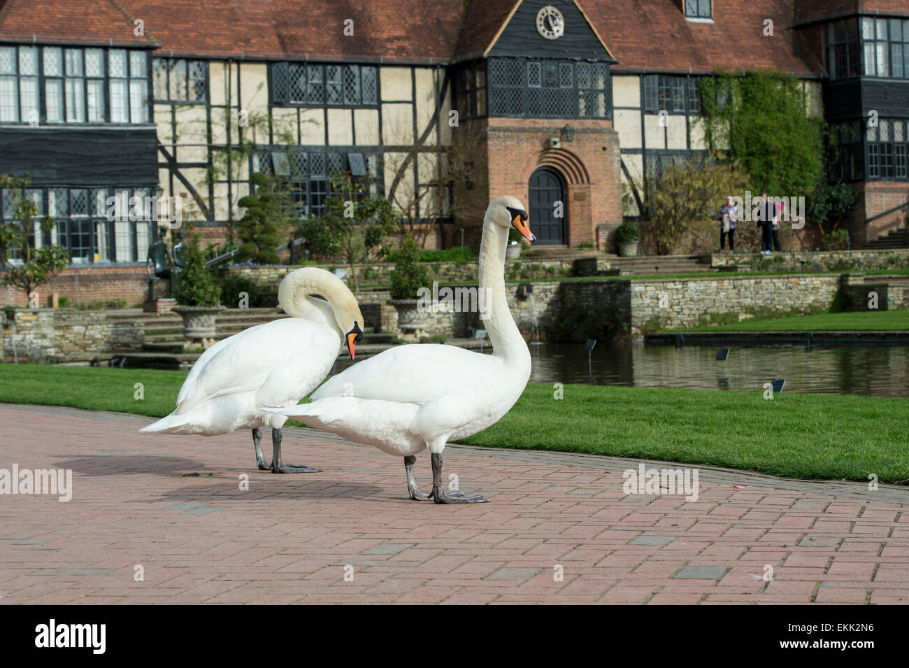 Mute swans in front of RHS Wisley Gardens Laboratory. Surrey, England ...