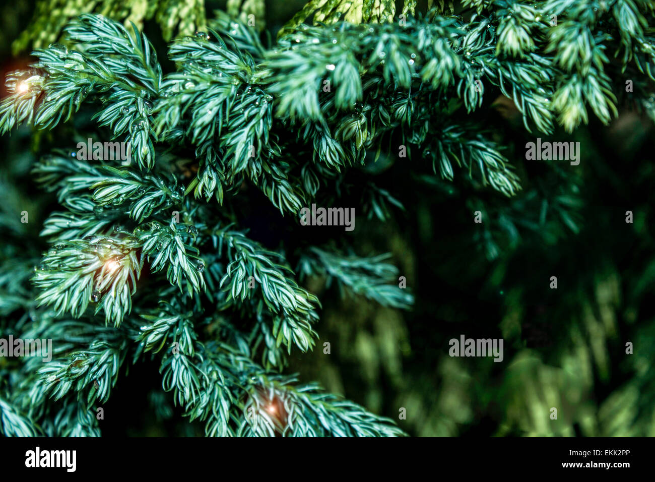 Blue spruce branch Stock Photo - Alamy