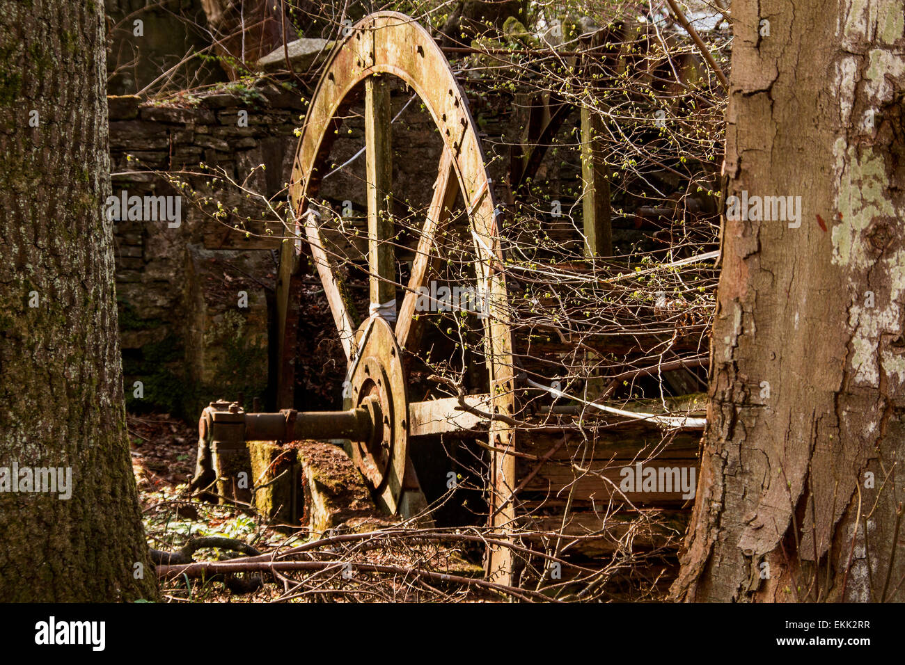 Old run down Waterwheel and Watermill on the Dighty burn at ...