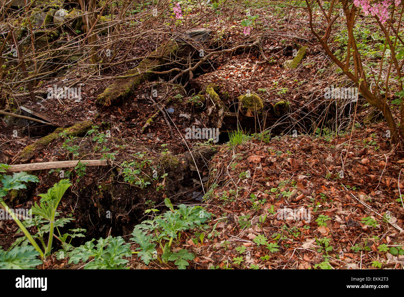 Old run down Waterwheel and Watermill on the Dighty burn at ...