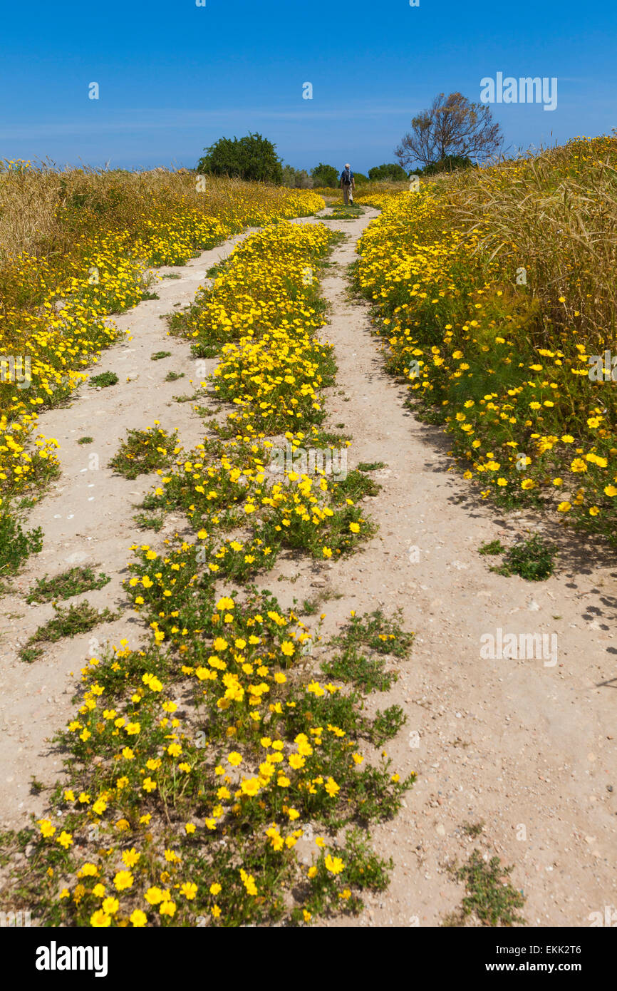 Path in Salamis, Cyprus Stock Photo - Alamy