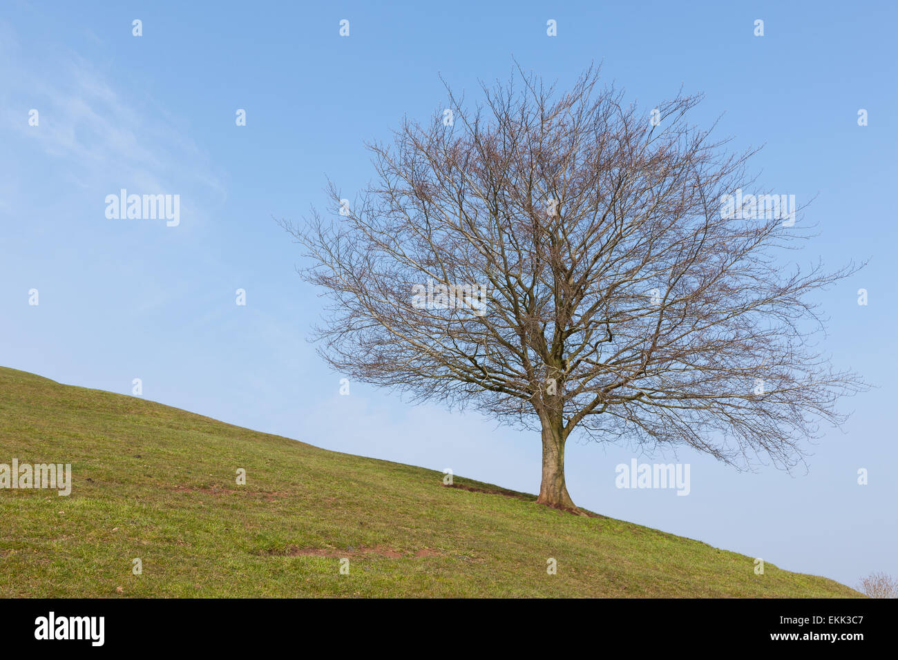 Burrow Hill Tree Stock Photos & Burrow Hill Tree Stock Images - Alamy