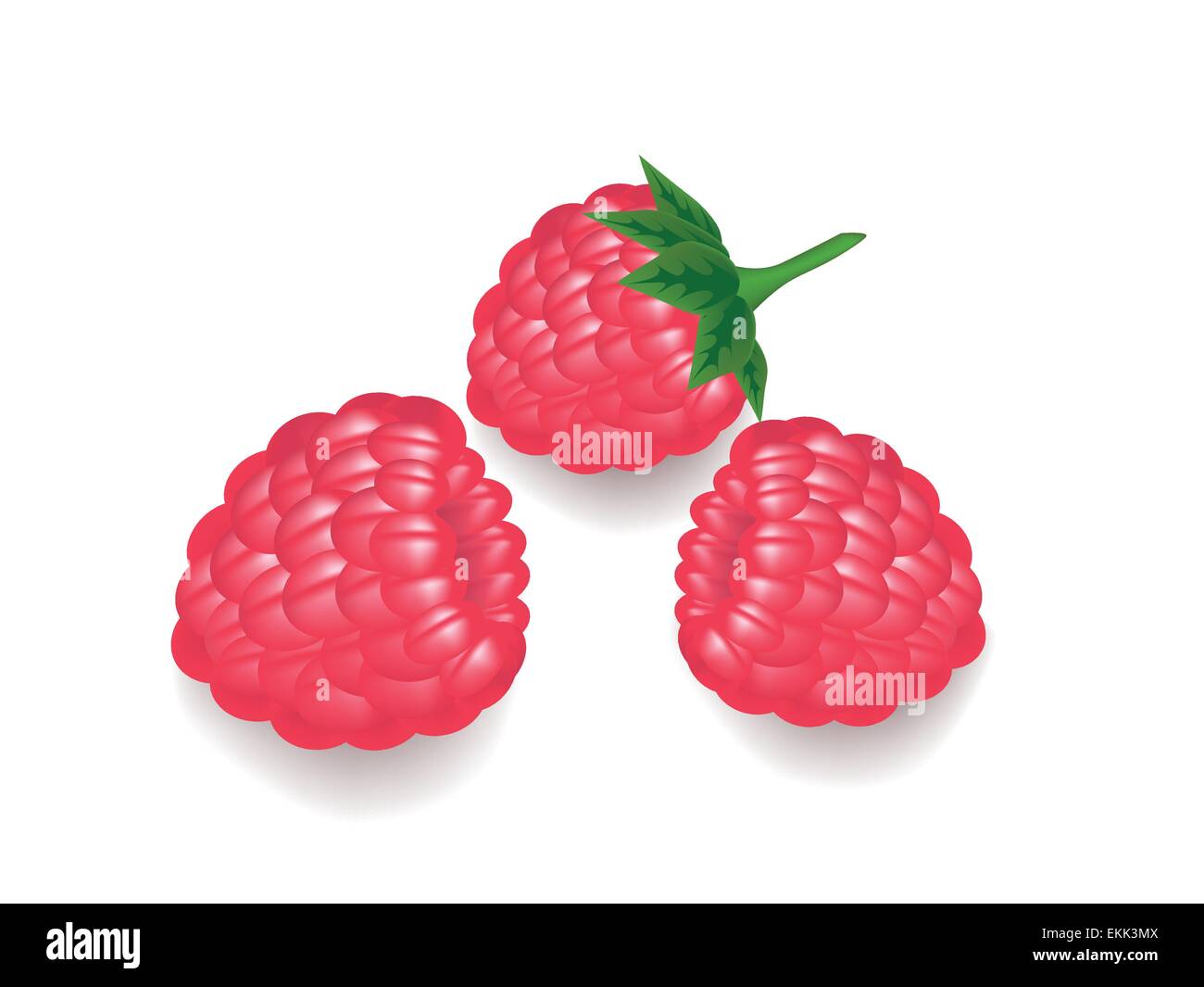 Raspberry on white background,drawing by illustration Stock Vector ...