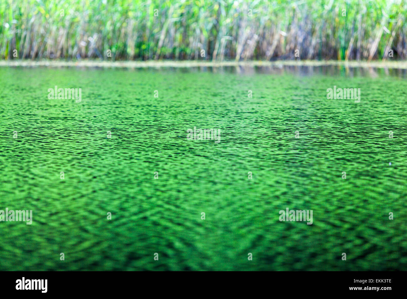 A green pond in spring Stock Photo - Alamy